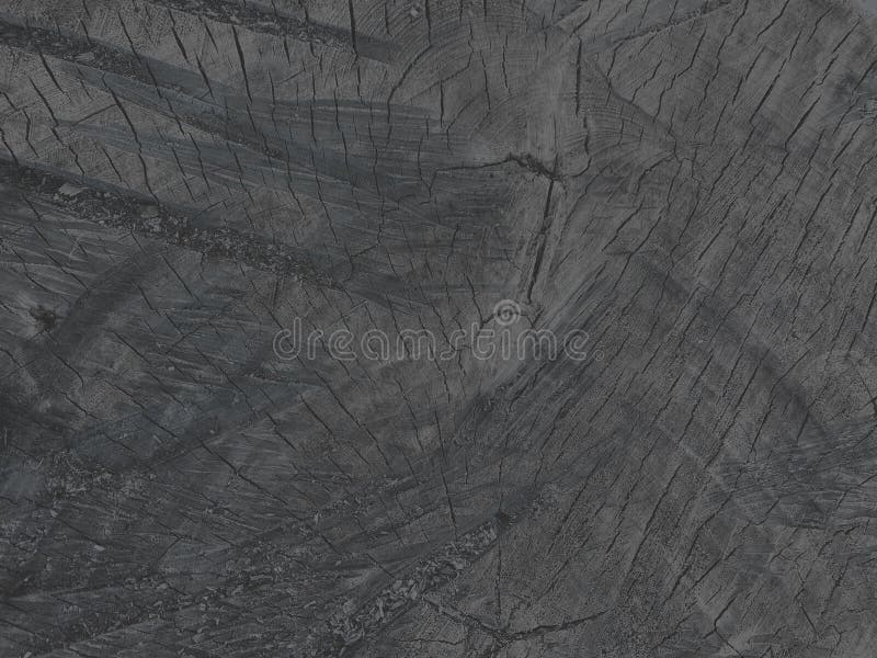 Gray Background. Closeup of a Cross Section of Tree Trunk. Cross ...
