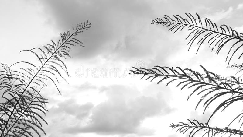 Gray Background Image. Picture of the Sky and the Treetops of Makhampom ...