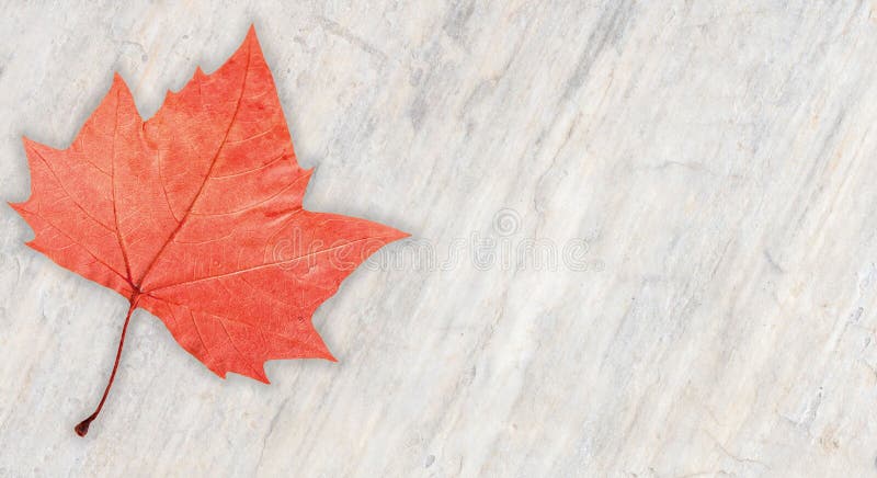 Gray Background with One Autumn Leaf Stock Photo - Image of foliage ...
