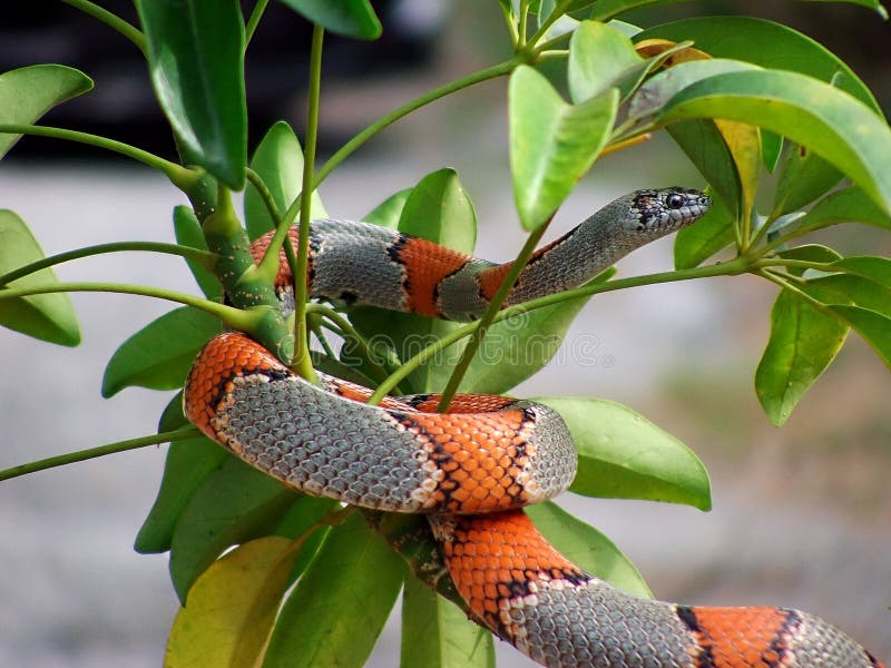 Gray banded kingsnake stock image. Image of phobia, gray - 884233