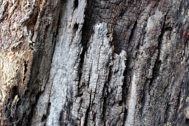 Gray bark stock image. Image of natural, pattern, closeup - 167554767