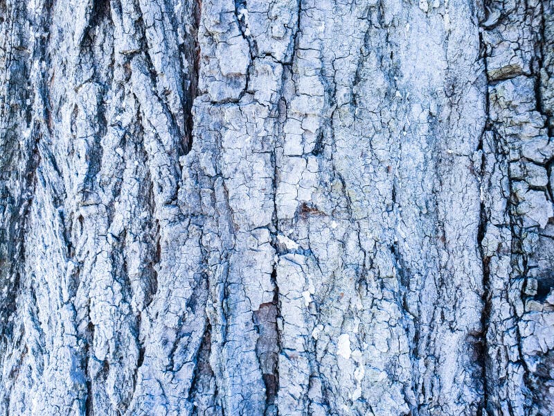 Bark, Close-up, Background, Texture Stock Photo - Image of cracked ...