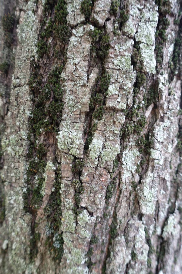 Grey Bark of Norway Maple with Moss and Lichen Stock Photo - Image of ...