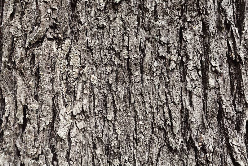 Gray Bark of Old Tree, Textured Background Stock Photo - Image of ...