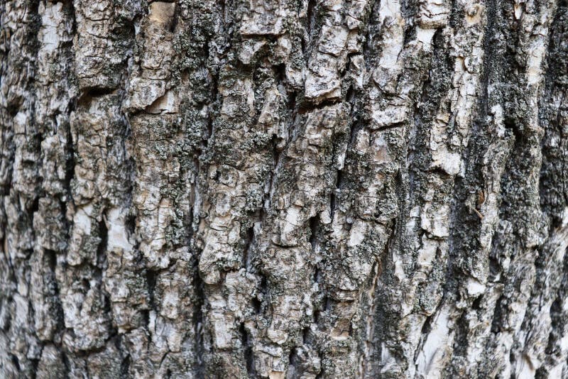 Gray Bark on Surface Tree Background Stock Photo - Image of leather ...