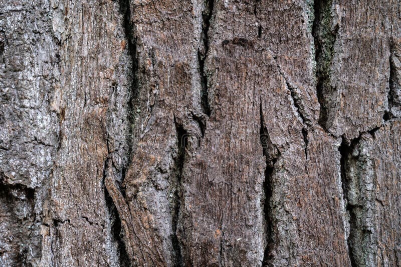 Gray bark texture stock photo. Image of plant, organic - 209431222