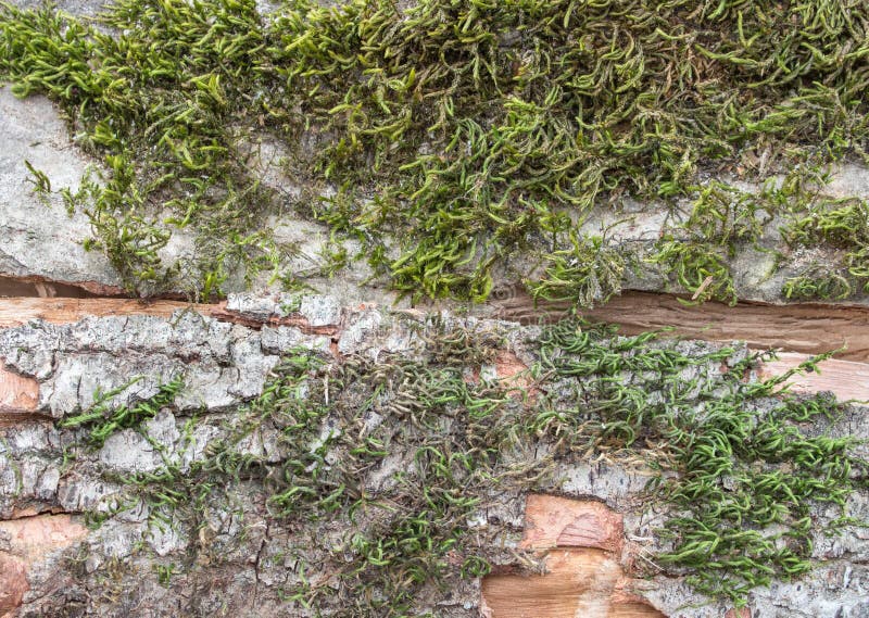 Gray Bark of the Tree with Green Grass Stock Image - Image of woodland ...