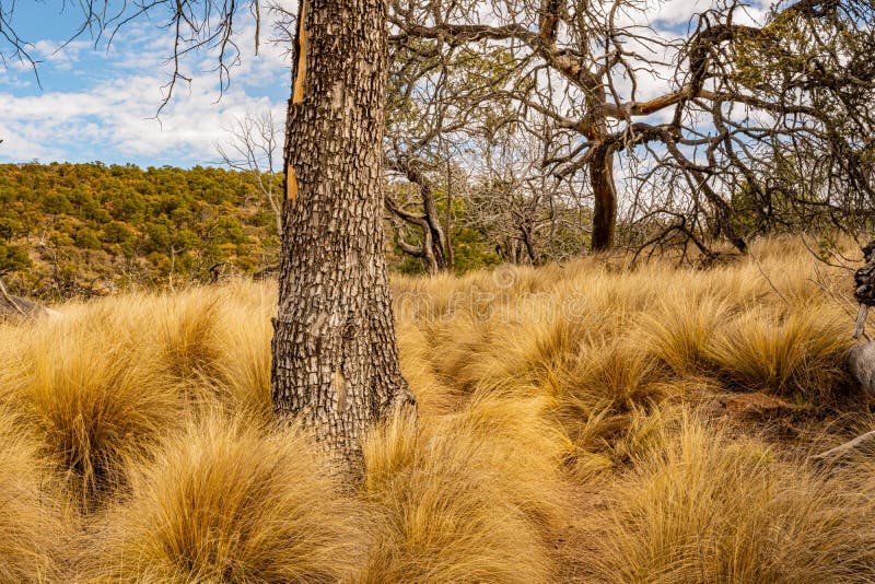 Gray Bark of Tree Pops of Yellow Fluffy Grass Stock Image - Image of ...