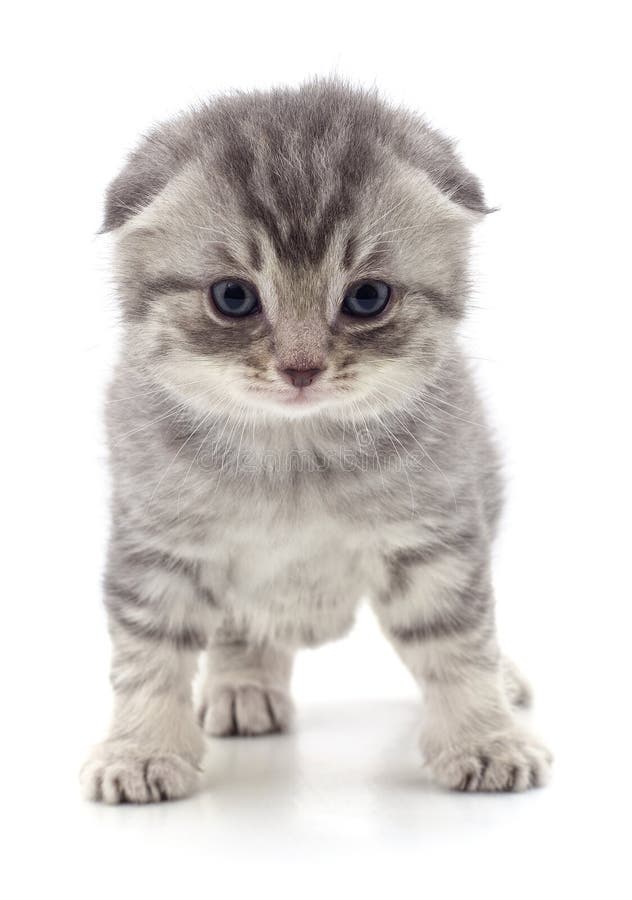 Gray beautiful kitten stock image. Image of eyes, background - 154786555
