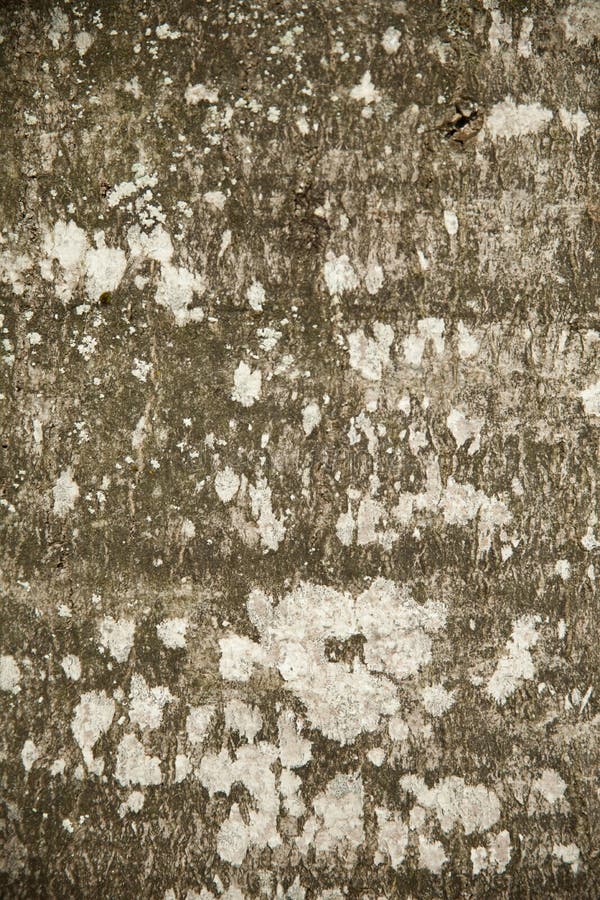 Beech bark 02 stock photo. Image of close, forest, green - 145622