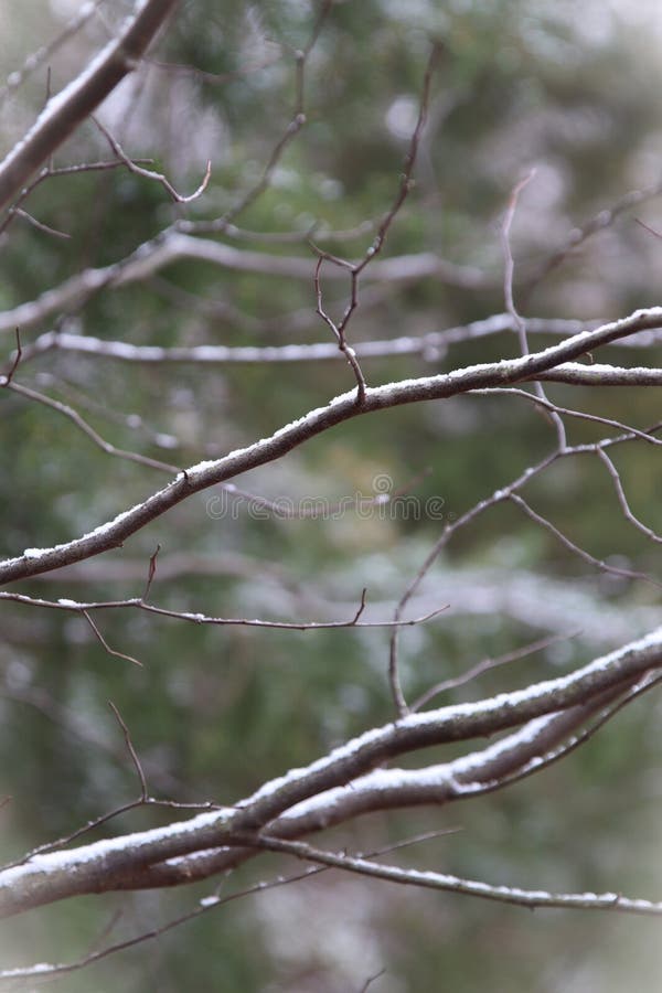 Bare Gray Beech Tree Limbs Topped with White Snow Stock Photo - Image ...