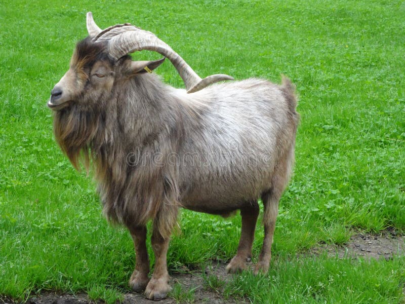 Gray Big and Goat with Long Horns Standing on the Grass Stock Photo ...