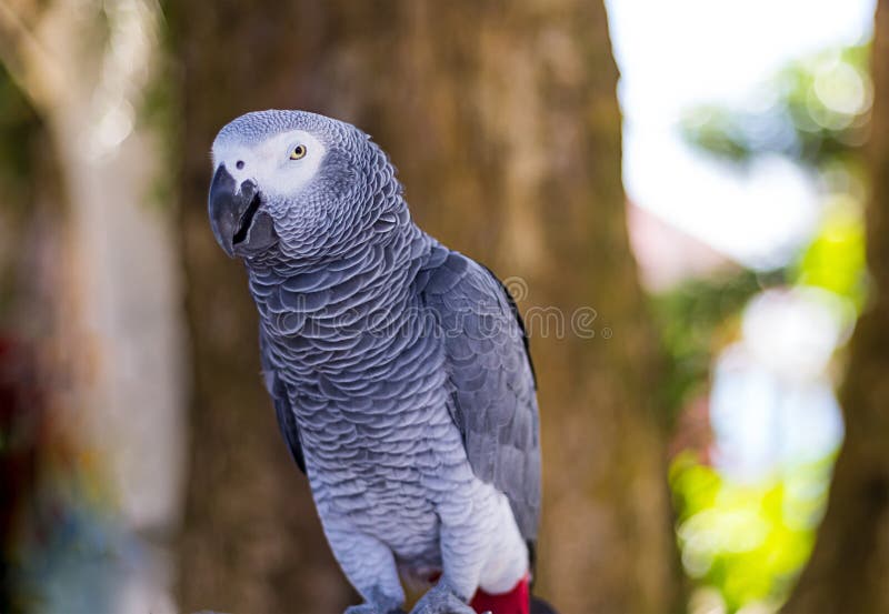 Gray Big Parrot African with a Red Tail on a Tree Background Stock ...