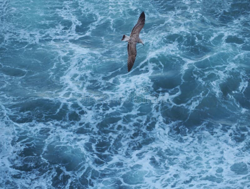 355 Flying Bird Top View Flight Wings Stock Photos - Free & Royalty ...