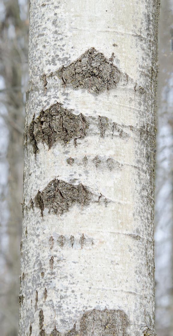Gray Birch Tree foto de archivo. Imagen de planta, maderas - 37691798