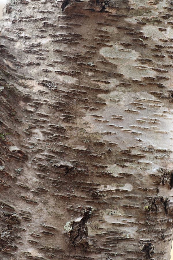 Gray birch tree trunk bark stock photo. Image of lines - 271718318