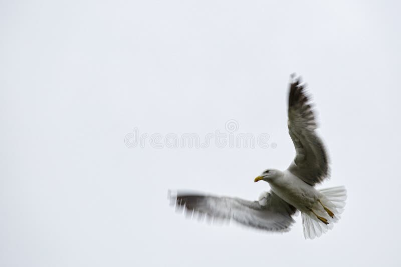 Gray Bird Captured in the Fly Stock Photo - Image of bird, flying ...
