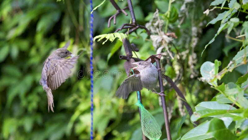 Gray Bird Flying During Daytime Picture. Image: 82993402