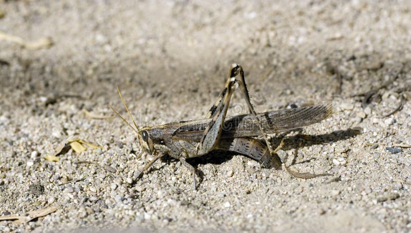 Gray Bird Grasshopper Laying Eggs Stock Image - Image of detailed ...