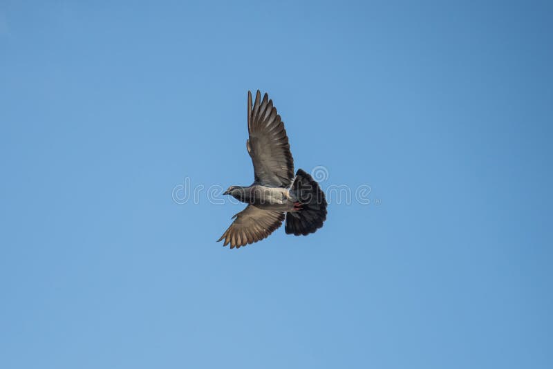 Gray And Black Bird Flying Picture. Image: 83010827