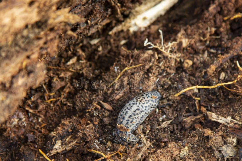 Leopard Slug Sleeping by Log Stock Photo - Image of slug, mollusc ...