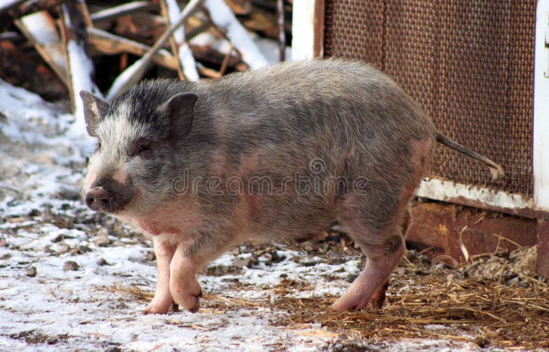 Gray boar stock photo. Image of bristles, animal, pockmarked - 12177468
