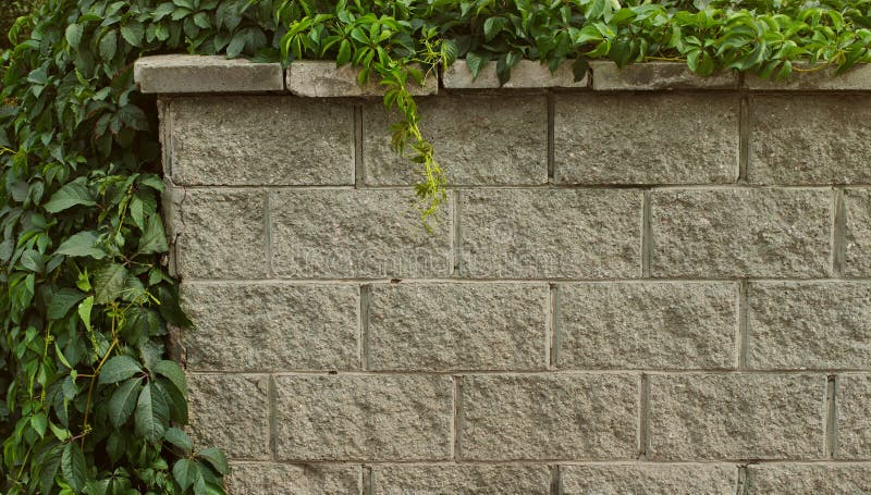 Gray Brick Wall Covered with Wild Grape Stock Image - Image of foliage ...