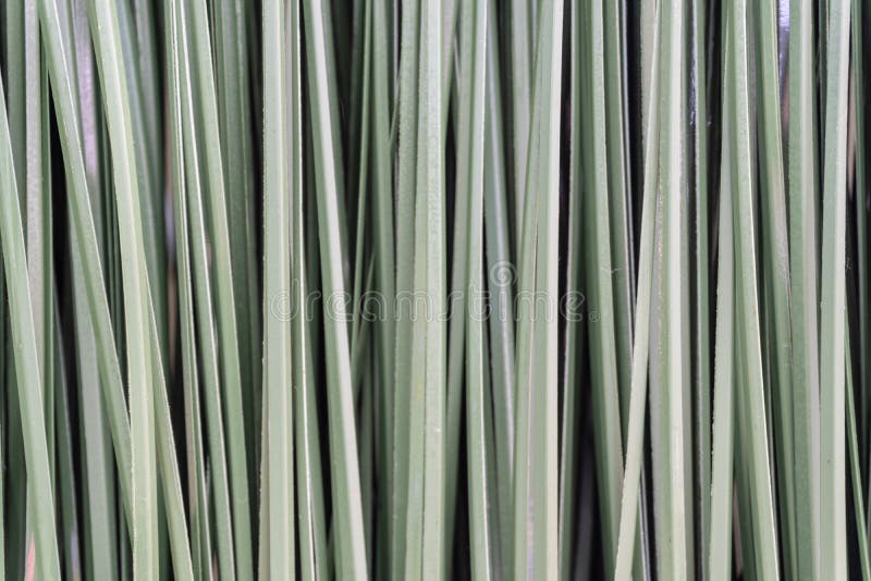 5,743 Bristle Texture Stock Photos - Free & Royalty-Free Stock Photos ...