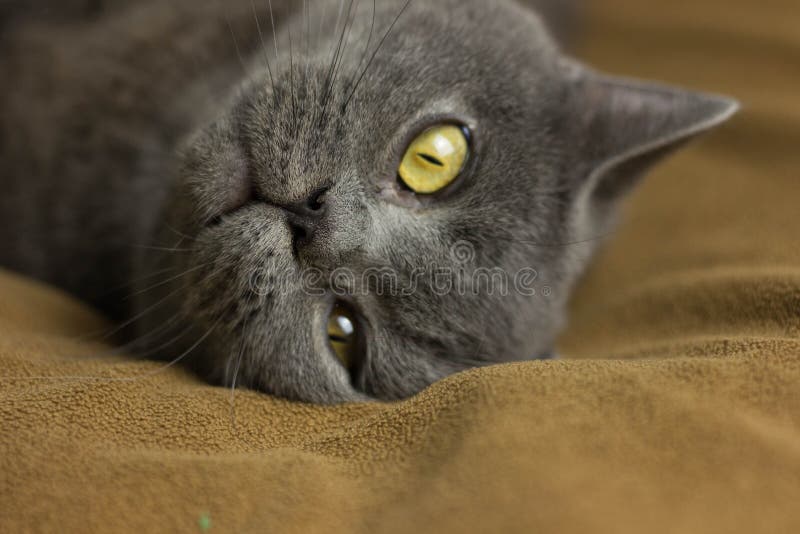 Gray British Cat Lying on His Back Stock Image - Image of cutecats ...