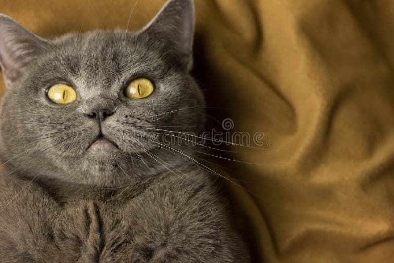 Gray British Cat Lying on His Back Stock Photo - Image of copper ...