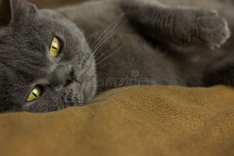 Gray British Cat Lying on His Back Stock Image - Image of funny, cute ...