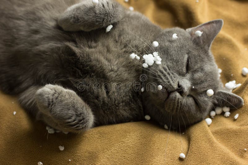 Gray British Cat Lying on His Back Stock Image - Image of bluecat ...