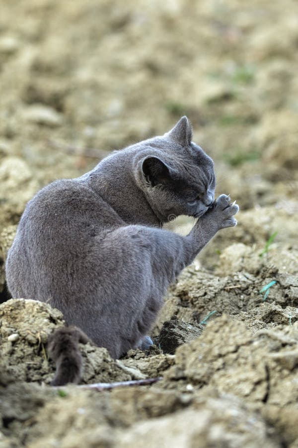 Gray British Cat Lying Outside Stock Photo - Image of breed, blue ...
