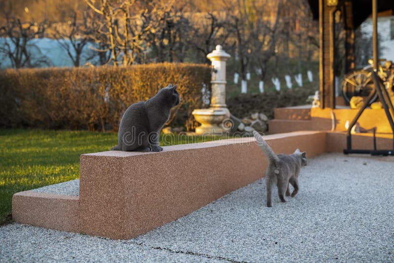 Gray British Cat Lying Outside Stock Image - Image of hair, paws: 142490627