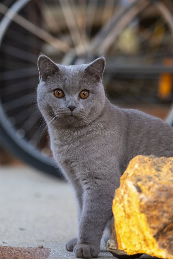 Gray British Cat Lying Outside Stock Image - Image of nature, outside ...