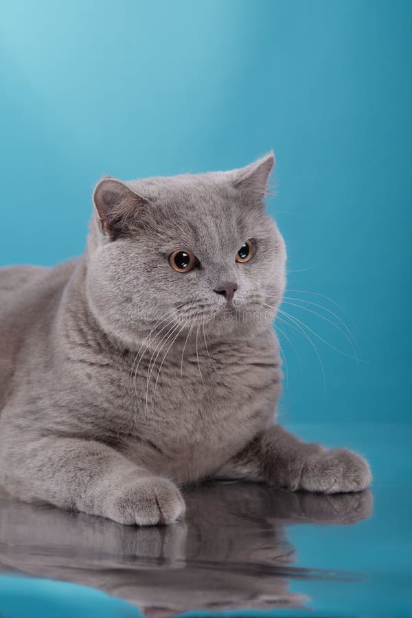 Gray British Cat on the White Stock Image - Image of british, isolated ...