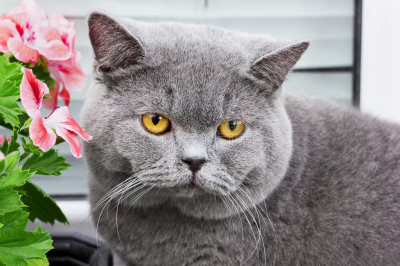 Gray british cat stock image. Image of british, full - 42240713