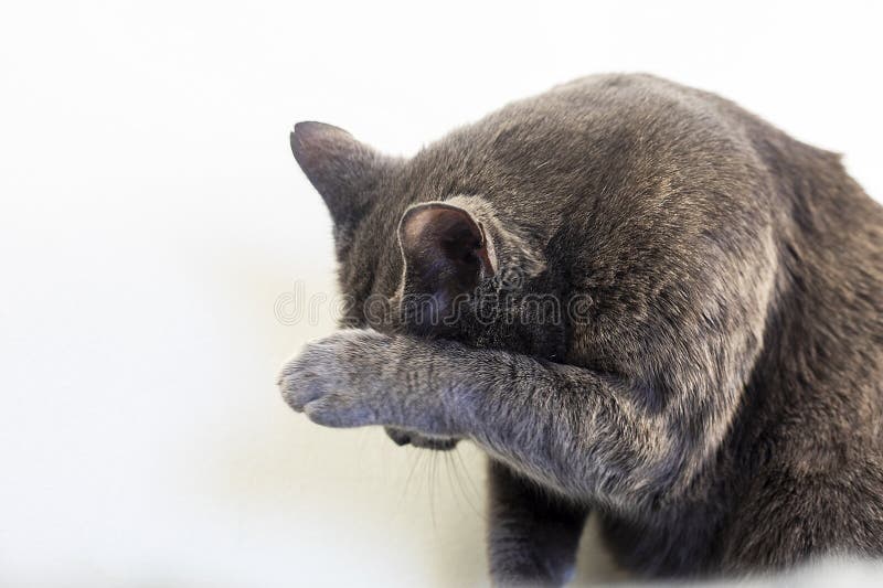 Gray-brown Burmese Cat Washes Its Muzzle with Its Paws Stock Photo ...