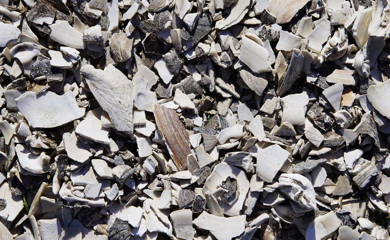 Crushed Sea Shell Background Stock Image - Image of crushed, shells ...