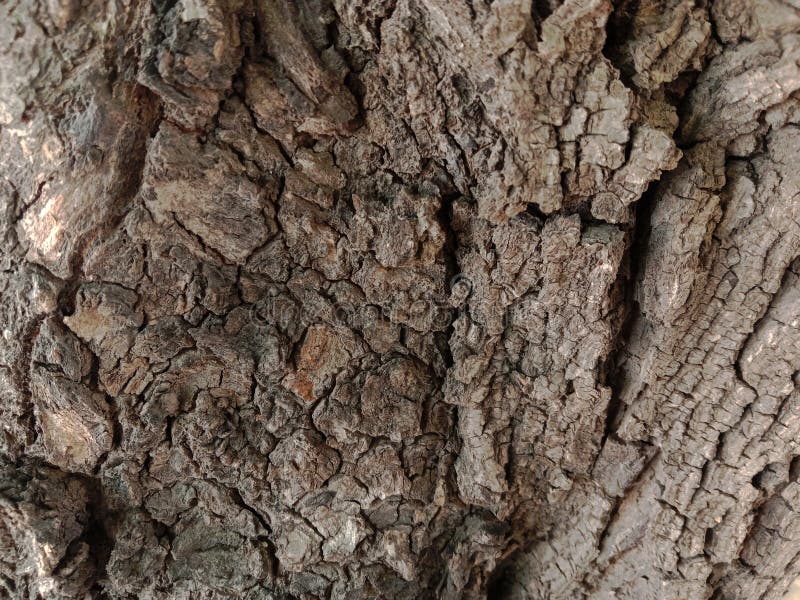 Gray Brown Colored Tree Shell Rough Texture Background Stock Photo ...