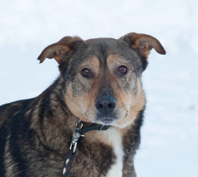 Gray and Brown Dog Standing on Snow Stock Image - Image of collar ...