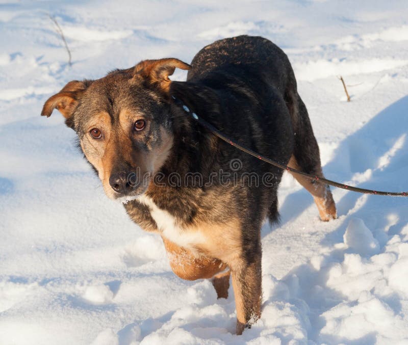 Gray and Brown Dog Standing on Snow Stock Image - Image of white, pets ...