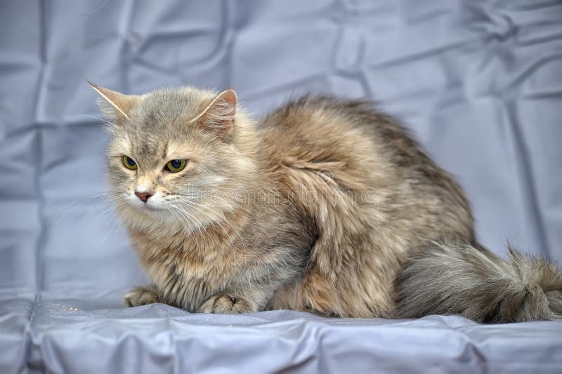 Gray and brown cat stock photo. Image of norwegian, british - 170091386