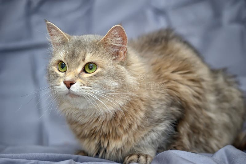 Gray and brown cat stock image. Image of animal, head - 170091411