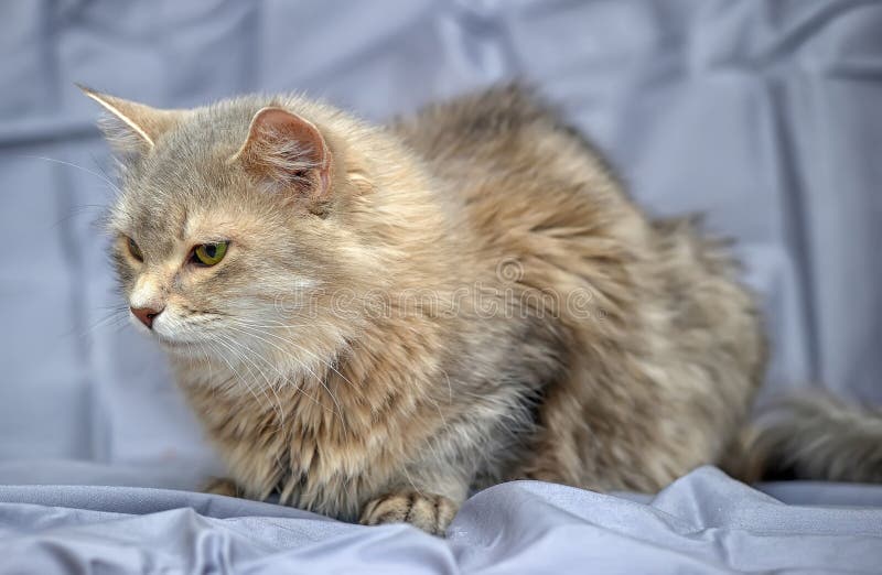 Gray and brown cat stock image. Image of beautiful, brown - 170091543