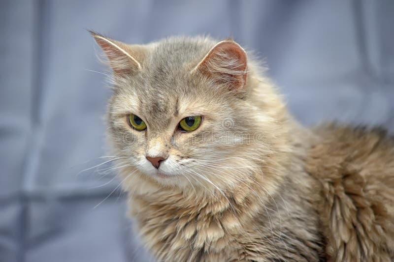 Gray and brown cat stock photo. Image of face, breed - 170091574