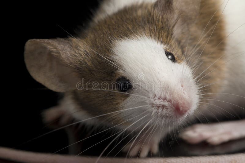 Gray Brown White Mouse Isolated on White Background Stock Photo - Image ...