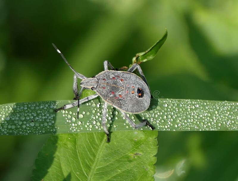 Gray Bug on Dewy Leaf stock image. Image of green, wild - 347949517