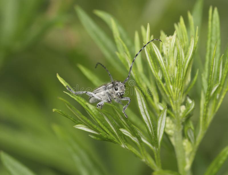 Gray Bug with Long Moustaches on a Grass Stock Photo - Image of gray ...