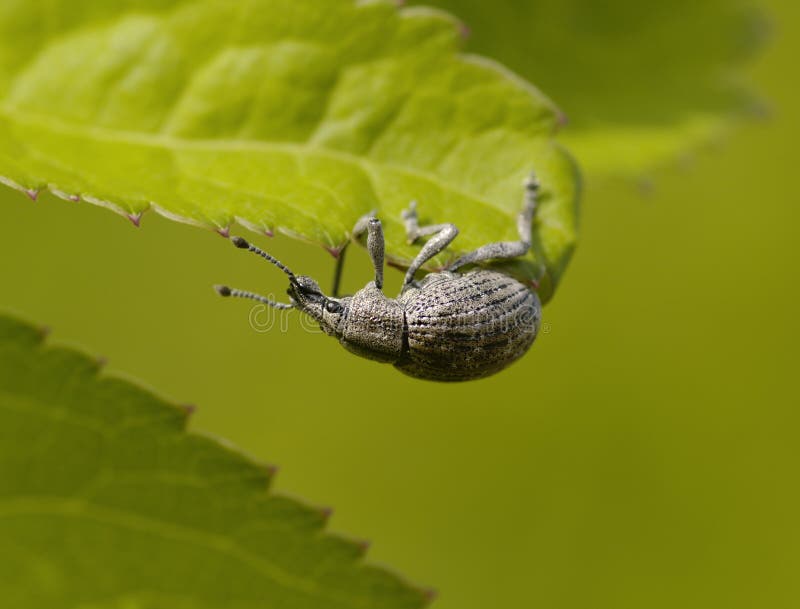Gray bug on plant sheet stock photo. Image of green, head - 22637556